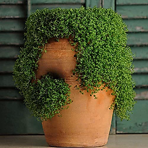 Outsidepride Corsican Ornamental Mini Mint Spreading, Mat Forming Ground Cover Plant Seeds - 25 Pellets