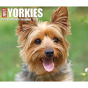 Just Yorkies 2021 Box Calendar (Dog Breed Calendar)