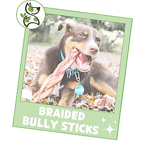Nature Gnaws Braided Bully Sticks for Dogs 11-12" (10 Count) - Long Lasting for Aggressive Chewers and Large Dogs - Natural Beef Dog Chew Bones