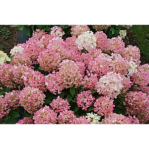 1 Gallon Fire Light Tidbit Panicle Hydrangea (Paniculata) Live Plant, White, Pink, and Red Flowers