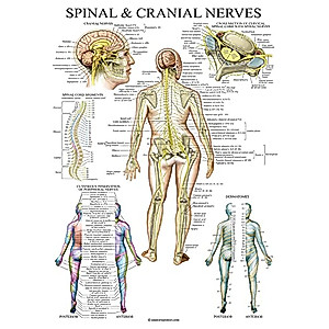 Palace Learning Muscular System & Spinal Nerves Anatomical Poster Set - LAMINATED - 2 Poster Set - Muscle and Spinal Nerves Anatomy Chart Set 18" x 24" (Muscle/Spine)