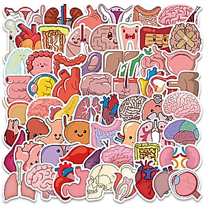 Cute Cartoon Organs Stickers, 65PCS Medical Body Organ Anatomy Stickers Pack for Kids, Teens, Waterproof Vinyl Stickers Bulk for Water Bottle, Laptop