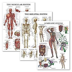3 Pack - Muscle + Skeleton + Lymphatic System Anatomy Poster Set - Muscular and Skeletal System Anatomical Charts - Laminated - 18" x 24"