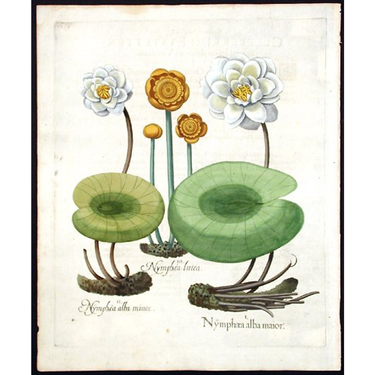 [European white water lily] Nymphµa alba maior; [European white water lily] Nymphµa alba minor; [Yellow pond lily] Nymphµa lutea