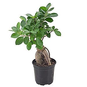 Arcadia Garden Products LV61 Ginseng Ficus Live Indoor Bonsai Plant in 4 in. Plastic Grower Pot, 4 Inch, Green ***Cannot Ship to Hawaii***