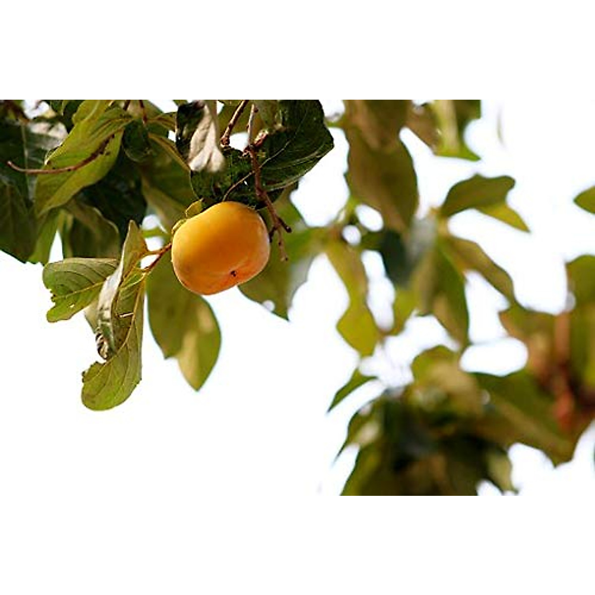 Fresh Persimmons- 5LBS