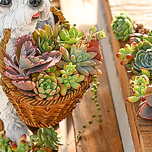 10 Assorted Live Succulent Cuttings, Rare Varieties Plant Clipping, Great for Terrariums, Mini Gardens, DIY Projects, Starter Plants, Wedding Decor Gift, No 2 Succulents Alike, Easy to Grow