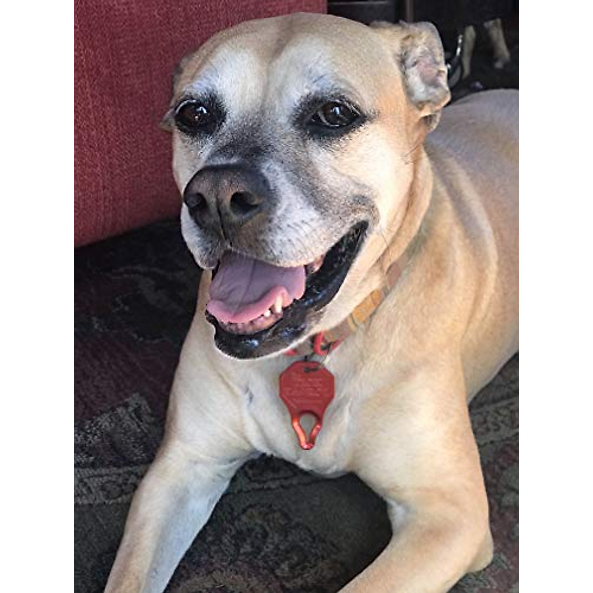 The Tick Patrol Tick Remover Tool Assorted