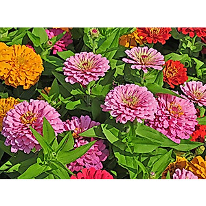 500+ Mix Colors Zinnia Seeds for Planting Outdoors, Heirloom Non-GMO 90% Germination, Open Pollinated, Wonderful Gardening Gifts