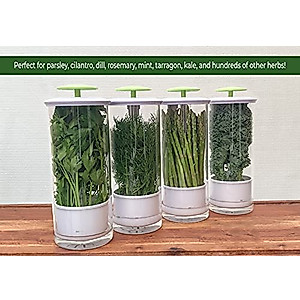 NOVART XXL Herb Keeper and Herb Saver – Glass Storage Container for Cilantro, Mint, Parsley, Asparagus, Keeps Greens Fresh for 2-3 Weeks