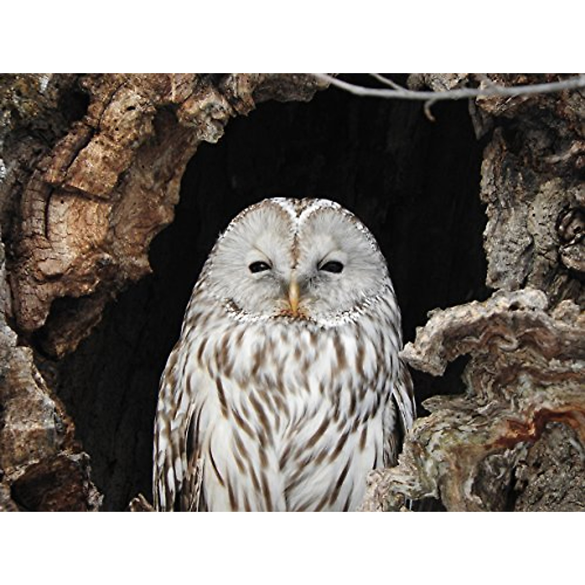 Nikon digital camera COOLPIX P610 (Black) P610BK [Camera]