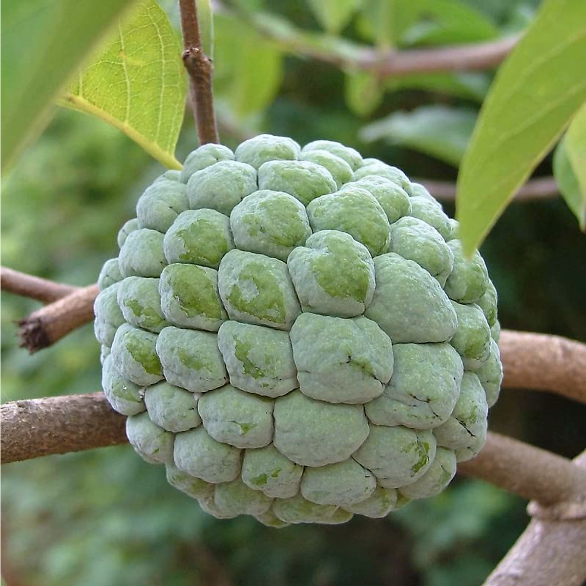 2 Sugar Apple Trees Plants Live 8 Inc Tall for Planting Ornaments Perennial Garden Simple to Grow Pots