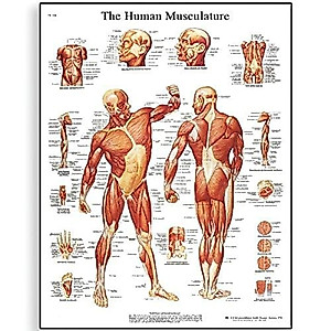 3B Scientific VR1118UU Glossy Paper Human Muscle Anatomical Chart, Poster Size 20" Width x 26" Height