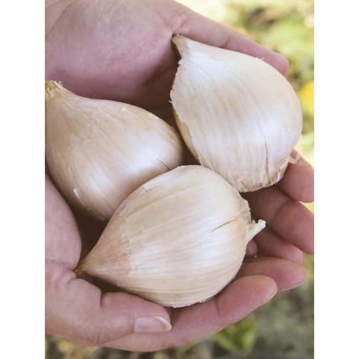 Elephant Garlic Tubers for Fall Planting Outdoors - 1 Pound Garlic - Planting Ornaments Perennial Garden Simple to Grow Pots