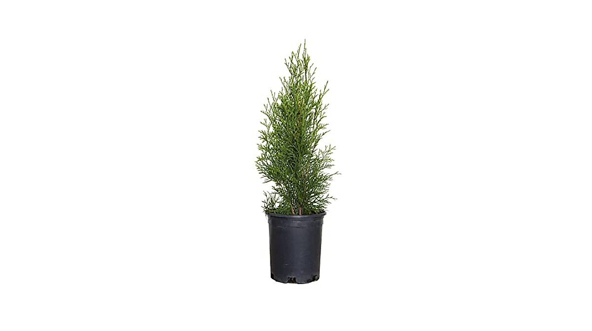 Emerald Green Arborvitae - Perfect Privacy Tree