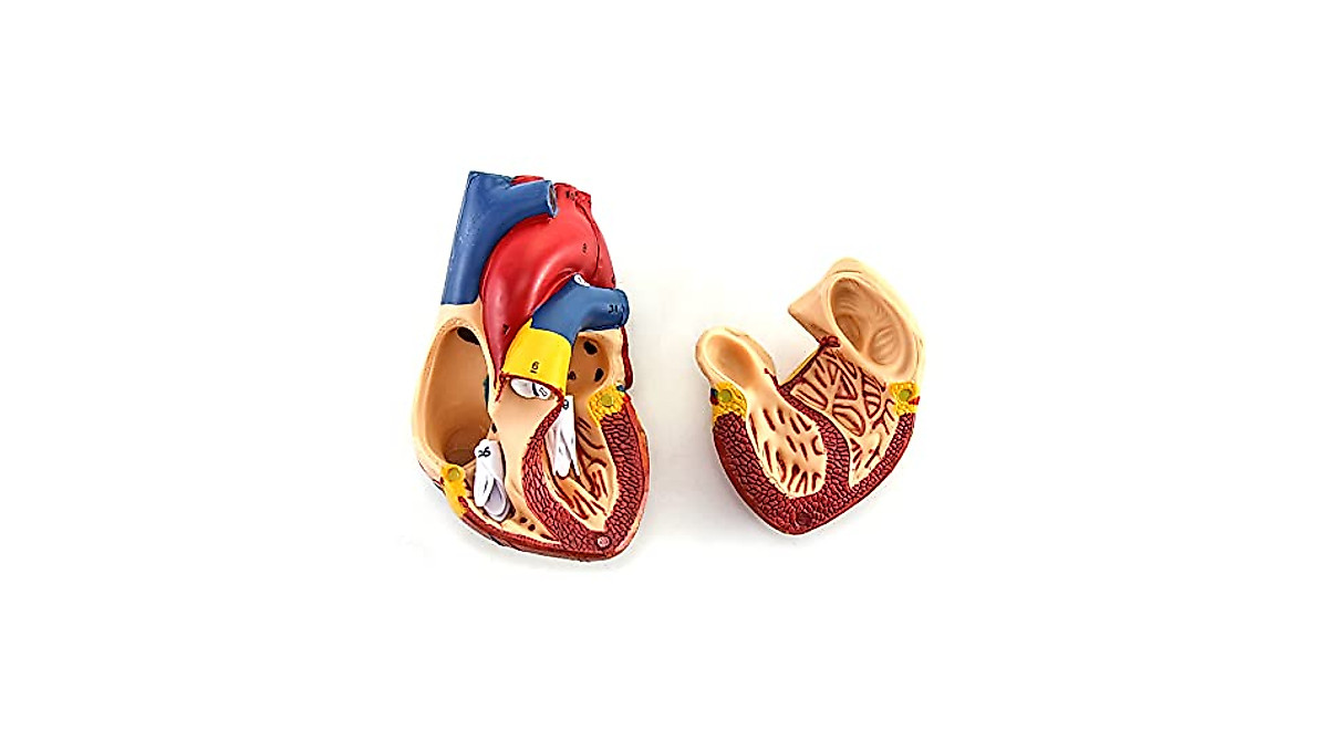 QWORK Life Size Human Heart Model | 34 Anatomical Structures