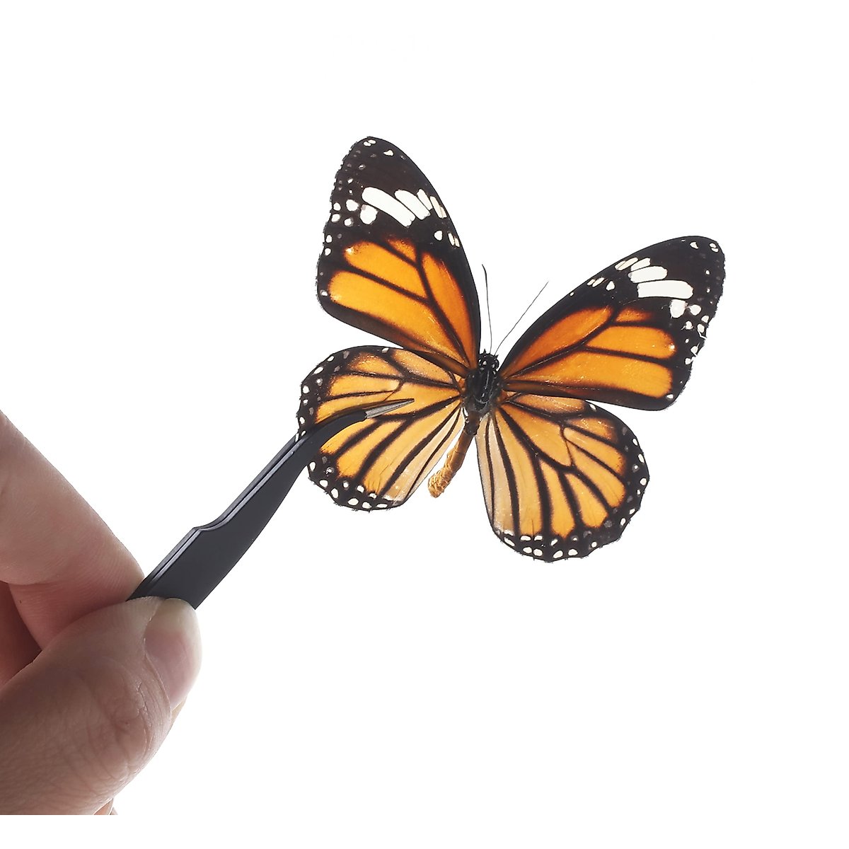 Making Insect Specimen Tools Kit, with Insect Pins,Insect Pinning Board, Wings Pressing Paper,Tweezers, Scissors, Insect Display Case, Insect Collection for Bug Hobbyist/Biology Projects