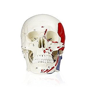 Walter Products B10208 Human Skull Model with Markings, Life Size