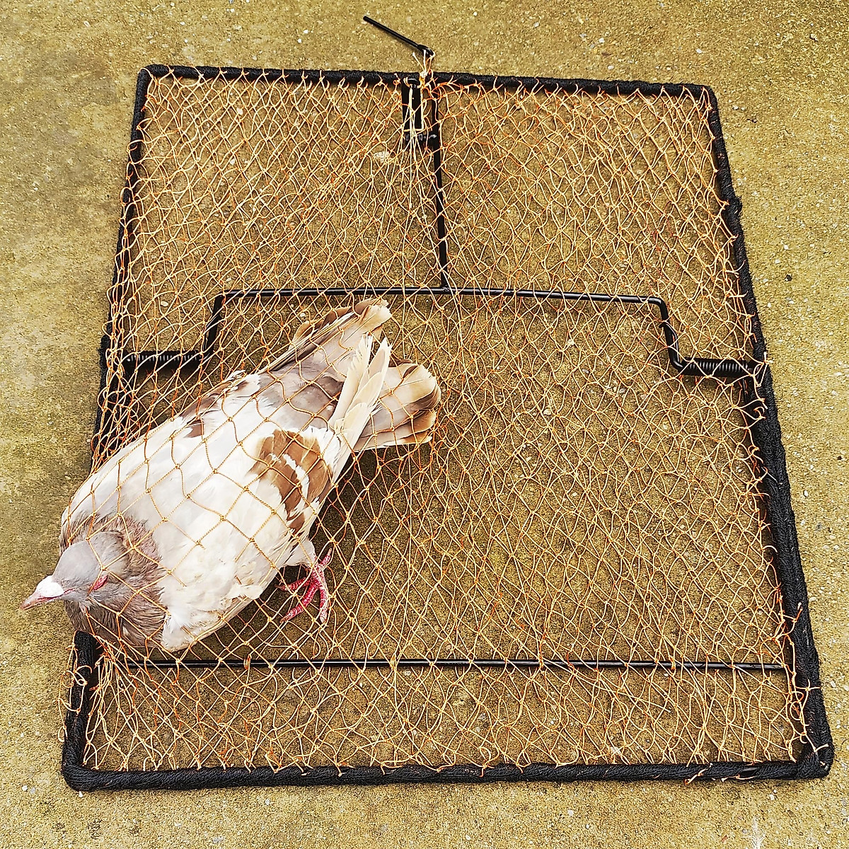 DSQSTMR Bird Trap Pigeon Sparrow Quail Starling Chicken Live Animal Control Spring Traps Snares for Trapping Catching Net