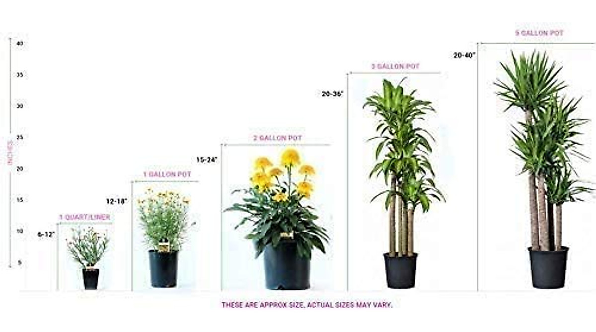 Yates Apple Tree - Live Fruit Plant Set of 2