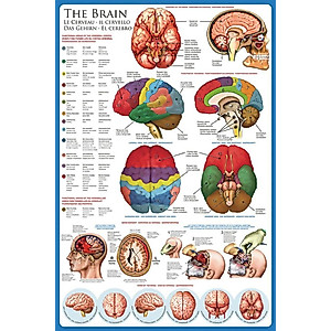 EuroGraphics Laminated The Brain Anatomy Science Chart Print Poster 24X36, Study Room