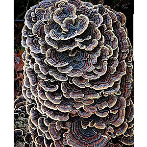 100 Turkey Tail Mushroom Spawn Plugs to Grow Gourmet and Medicinal Mushrooms at Home or commercially.