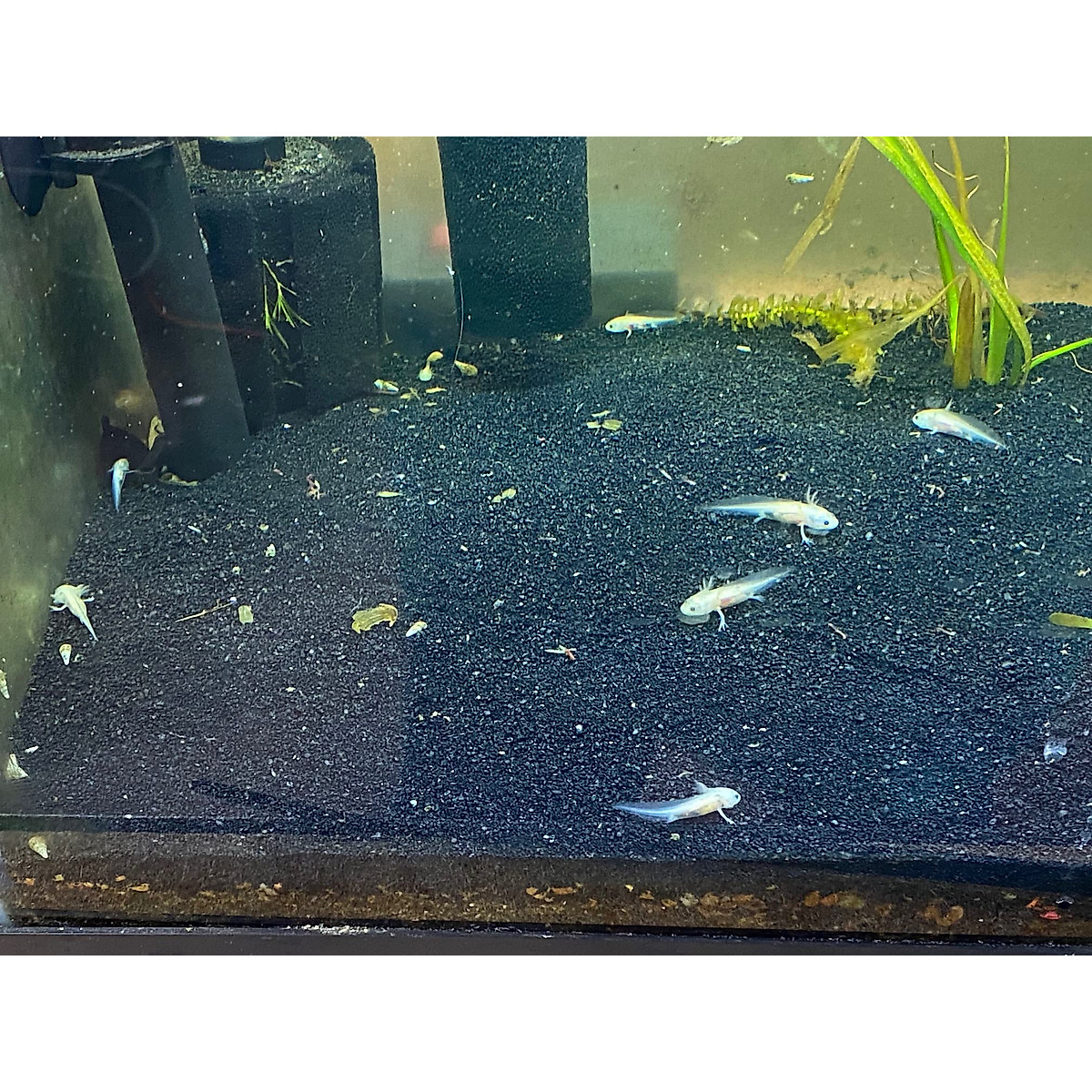 AQUATICBLENDEDFOODS Gourmet Axolotl Soft Food Pellet Mix 3.2mm & 4.0mm & Mini BLOODWORM Sticks (2oz) - ABF7