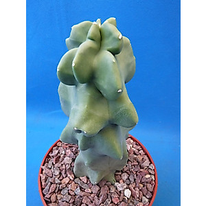 Tucson Tools Redeo 6" to 12" Tall Totem Pole Cactus (Shipped Bare Root-NO Pot!) Spineless! Very Unusual!