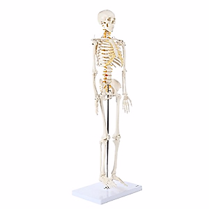 Axis Scientific Mini Human Skeleton Model with Metal Stand, 31" Tall with Removable Arms and Legs, Easy to Assemble, Includes Detailed Product Manual for Study