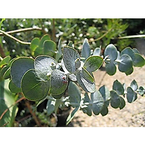 10 Baby Blue Seeds, Silver Leaved Mountain Gum, Powdered Gum, Mountain Silver Seeds - 10 Seeds (Eucalyptus pulverulenta) - Pack of 10 Rare and Viable Seeds - QO Seeds