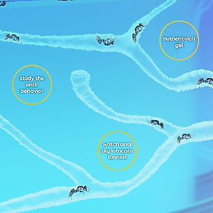 Light-up Ant Farm Terrarium Kit for Kids – LED Habitat for Live Ants with Nutrient Rich Gel - Watch Ants Dig Their Own Tunnels - Nature Learning, Science Toys, Experiment Gift for Boys & Girls