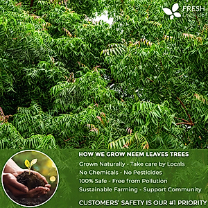 Premium 100 Neem Leaf Tea Bags, 100% Natural and Pure from Neem Leaves. Loose Leaf Neem Herbal Tea. Neem Leaf Tea. No Sugar, No Caffeine, No Gluten, Vegan.