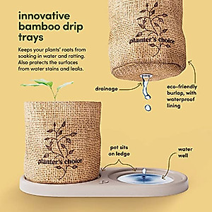 Bonsai Starter Kit - DIY Bonsai Growing Gift - Garden Hobbies for Adults, Women & Men : 4 Unique Tree Seeds, Soil, Pots, Pruning Shears, Plant Markers + Wood Gift Box