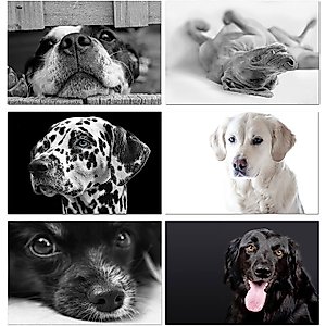 Small World Greetings Dog Note Cards 24 Count - Blank Inside with Envelopes - A2 Size 5.5" x 4.25" - All Occasions - Birthday, Thank You, and More