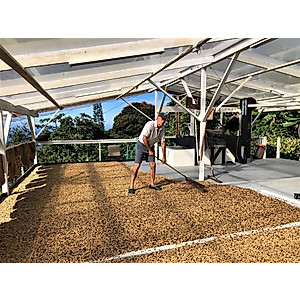 100% Kona Coffee – Whole Bean, Medium roast, Single estate gourmet coffee, 16 ounces, Farm fresh roasted from Domain Kona Coffee