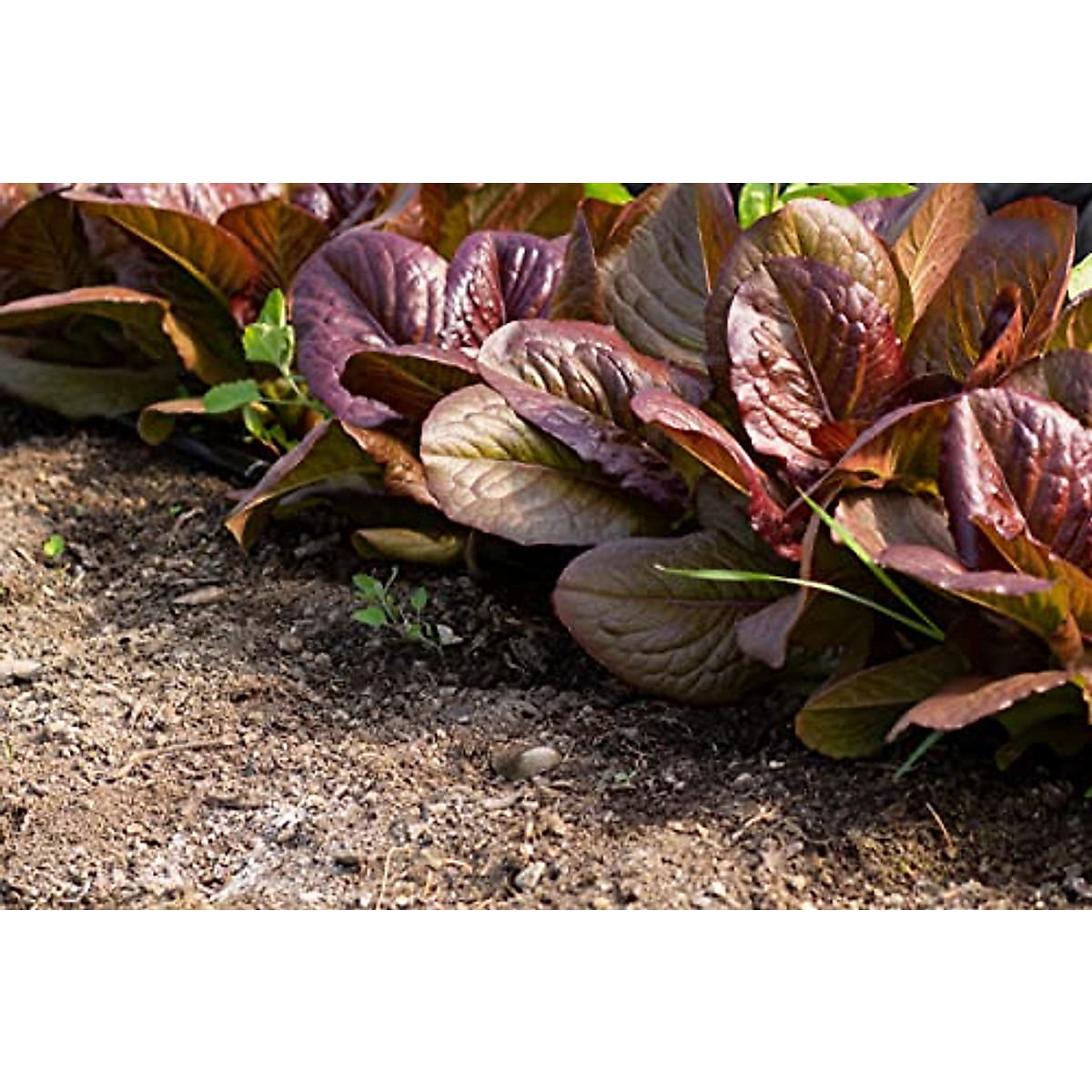 Rouge D'hiver Romaine Lettuce Seeds for Planting, 1000+ Heirloom Seeds Per Packet, (Isla's Garden Seeds), Non GMO Seeds, Botanical Name: Lactuca Sativa, Great Home Garden Gift