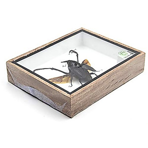 Real Exotic Giant Long Leg Weevil Snout Beetle (Cyrtotracheulus Dux) Male- Taxidermy Insect Bug Collection Framed in a Wooden Box as Pictured (Spread Wings)