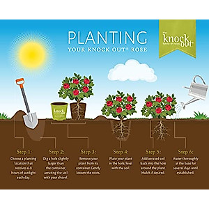 Knockout ' Double Rose, 1 Gallon, Cherry Red