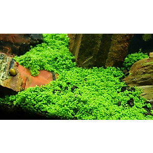 Marcus Fish Tanks - 3X Dwarf Baby Tears Hemianthus Callitrichoides Live Aquarium Plants