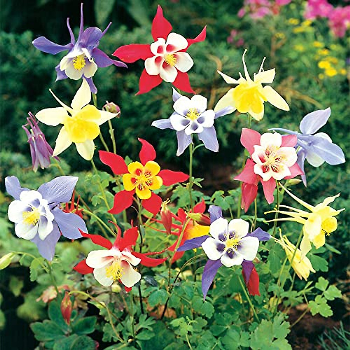 RAISE ME UP: Seeds Columbine Mix Aquilegia Perennial Flowers