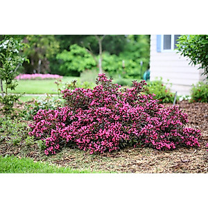 Proven Winner Spilled Wine Weigela, 2 Gal, Bright Pink Flowers and Deep Purple Foliage