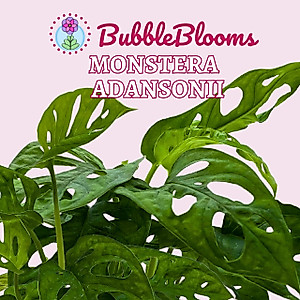 Monstera Adansonii Swiss Cheese Plant, Live in a 4 inch Pot by BubbleBlooms