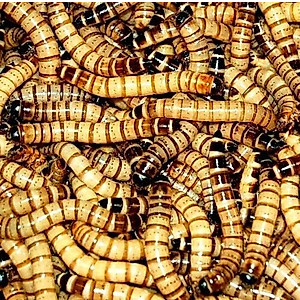 Surmen Legacy Live Superworms 100 Count Gut-Loaded (1.5-2 inches)