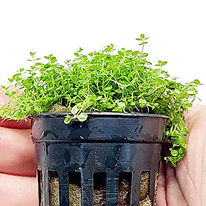 Planterest - Dwarf Baby Tears Hemianthus Callitrichoides 'Cuba' Potted Live Aquarium Plant Tropical Freshwater Decorations BUY2GET1FREE