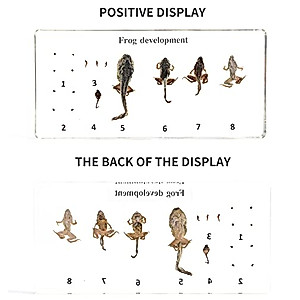 RupXinSplend Lifecycle of Frog-Development Paperweight Specimens - Animal Specimens in Clear Resin in Science Classroom for Science Education, Gift for Science Lovers by RupXinSplend