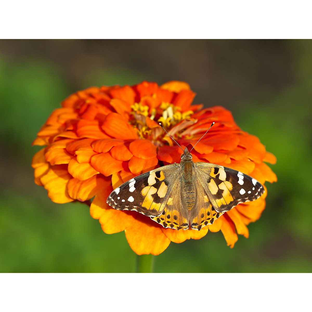 Insect Lore - Butterfly Growing Kit - Clear Front Facing Viewing Panel - Pre-Paid Voucher to Redeem Caterpillars Later – Life Science & STEM Education – Butterfly Science Kit