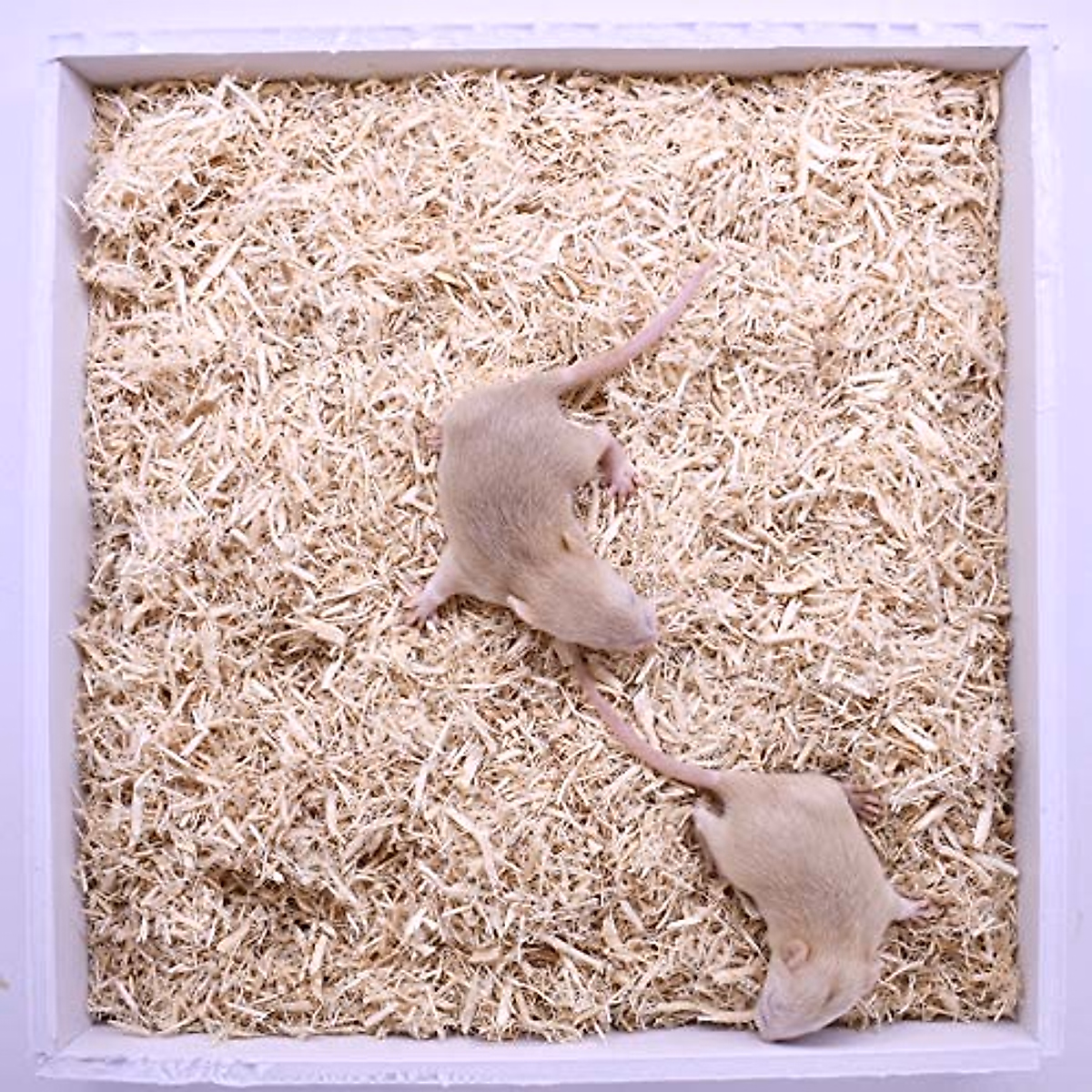 MiceDirect 40 Pup Frozen Feeder Rats Food for Adult Corn Snakes Juvenile & Adult Ball Pythons Lizards & Birds of Prey