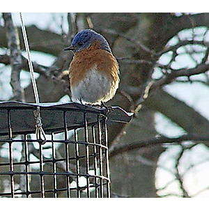 Erva Bluebird Feeder - Includes Meal Worm Cup - Designed to Keep Squirrels Out - Made in The USA