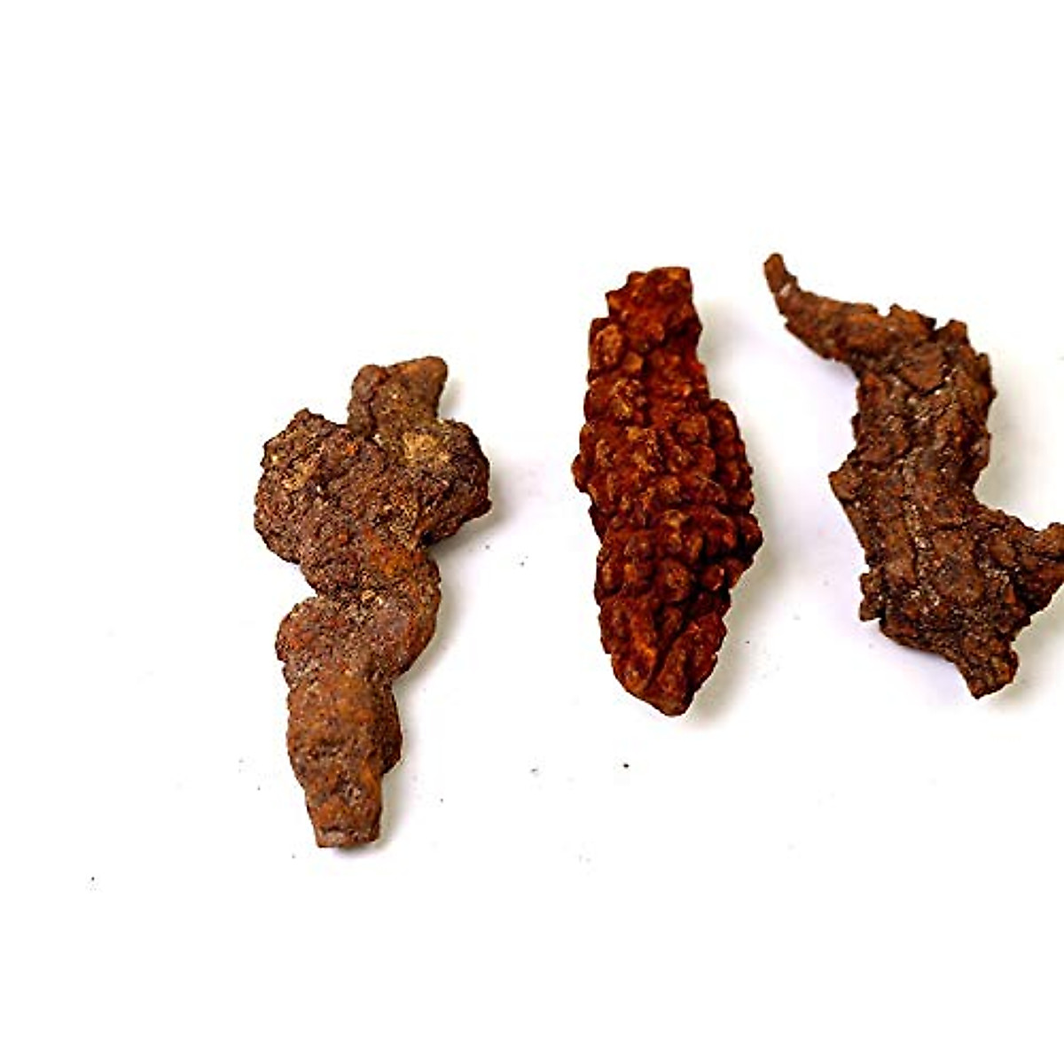 SUNNYHILL Coprolite Authentic Prehistoric Natural Fossilized Mineral Dung Stone Specimen Length 2-4" Weight 0.4 LB