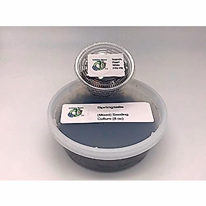 Dwarf White Isopods and Springtails Combo, by Critters Direct